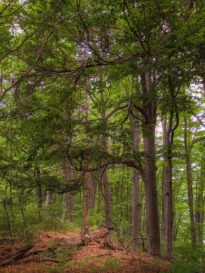 Sun Beams through Thick Trees Branches in Dense Green Forest Stock ...