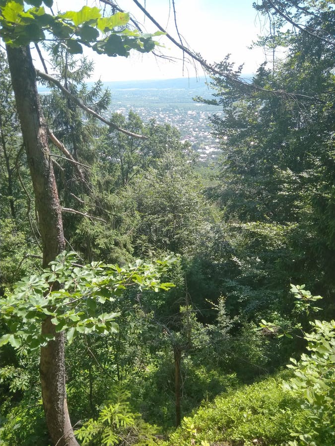 Sun Beams through Thick Trees Branches in Green Forest Stock Image ...