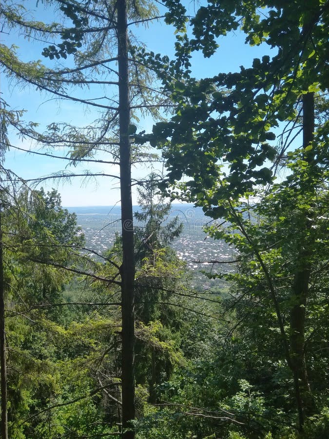 Sun Beams through Thick Trees Branches in Green Forest Stock Photo ...
