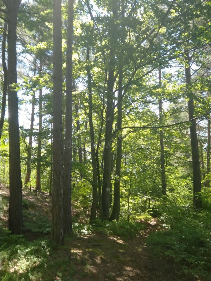 Sun Beams through Thick Trees Branches in Green Forest Stock Photo ...