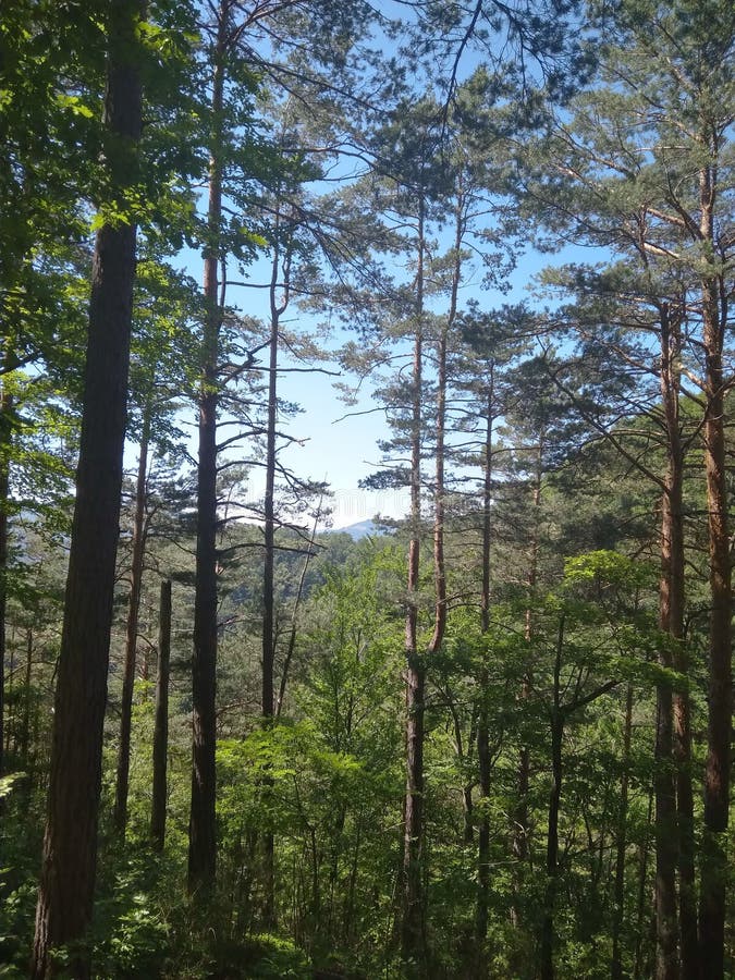 Sun Beams through Thick Trees Branches in Green Forest Stock Photo ...
