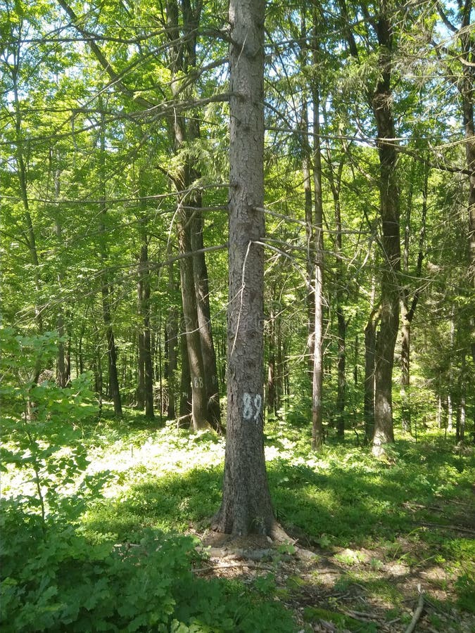 Sun Beams through Thick Trees Branches in Green Forest Stock Image ...