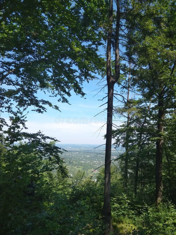 Sun Beams through Thick Trees Branches in Green Forest Stock Photo ...