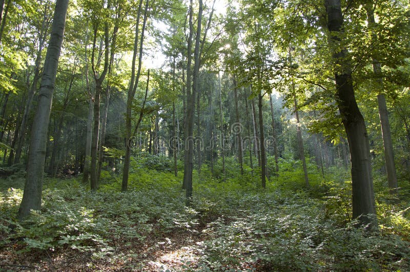 Sun Beams stock photo. Image of morning, sunlight, environment - 47462584