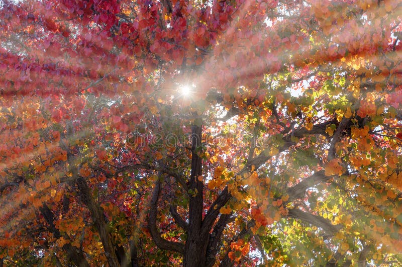 Sun Beams Thru Colors of Autumn Leaves Stock Image - Image of vibrant ...
