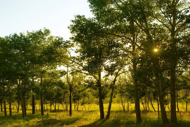 Sun Beams through Trees stock image. Image of landscape - 21089723