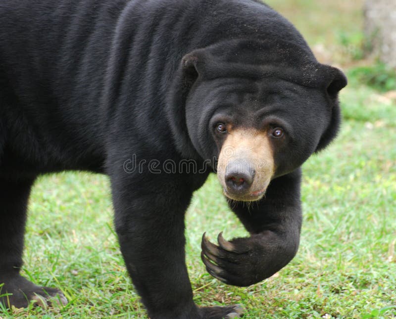 Sun Bear stock image. Image of farm, claws, wildlife - 11666491