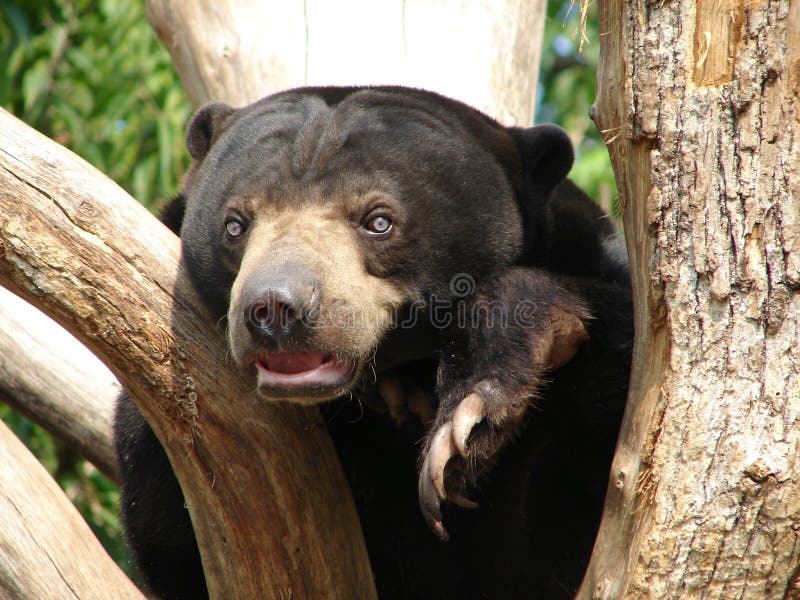 Sun bear stock image. Image of climbing, boar, brown, claws - 306717