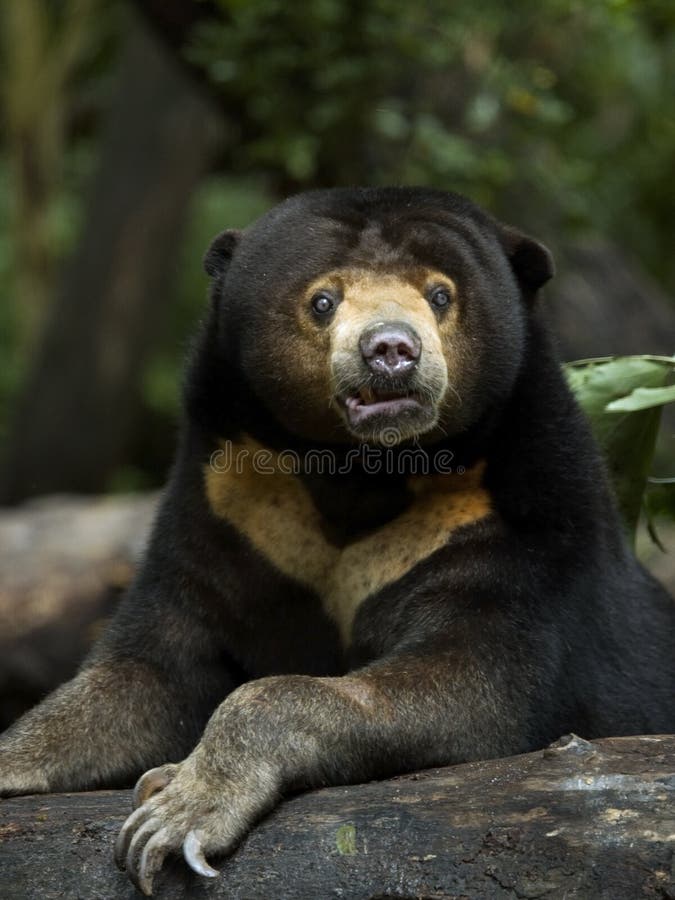 Sun Bear stock photo. Image of zoological, animal, wildlife - 3272100