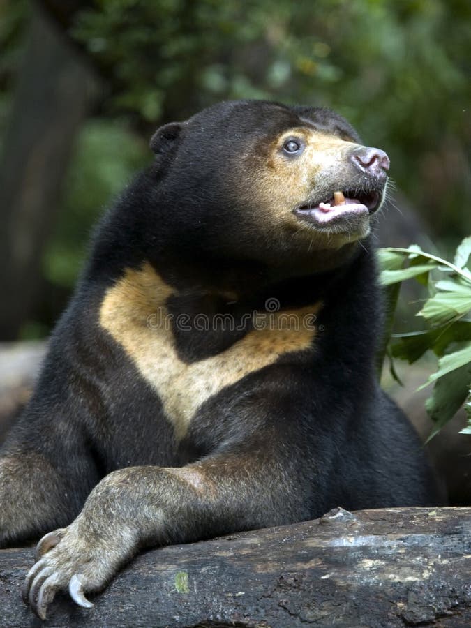 Sun Bear stock image. Image of mammal, zoological, gardens - 3272211