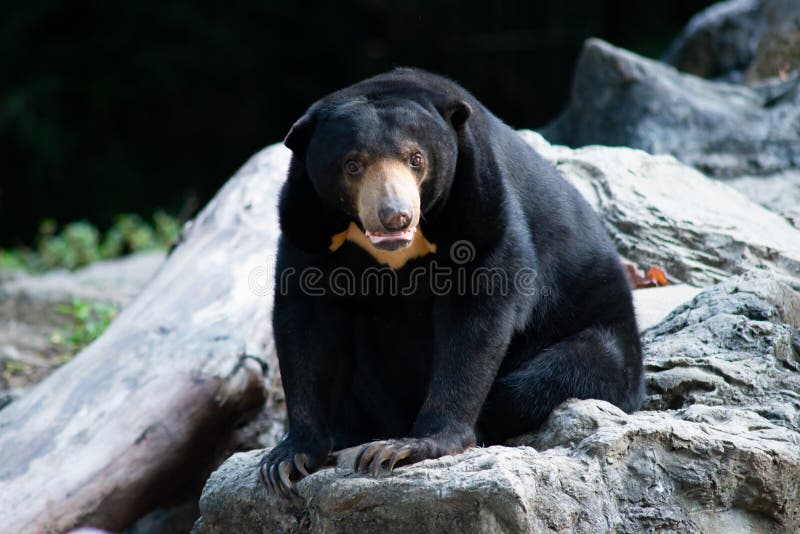 Sun bear stock image. Image of mammal, natural, nature - 152442007