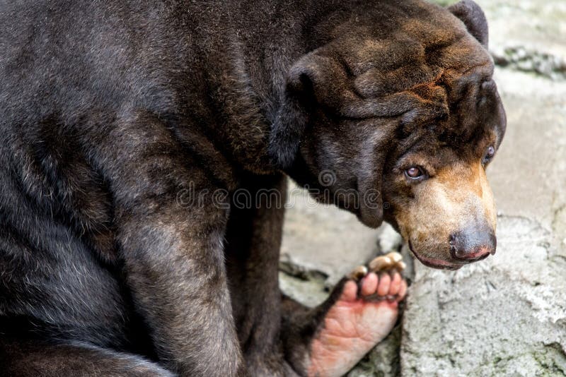 Sun Bear stock image. Image of behavior, mammal, bear - 44774391
