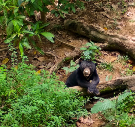Sun Bear stock image. Image of bornean, center, bear - 138743965