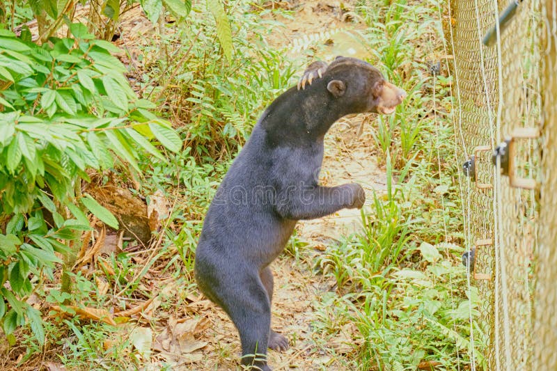 Sun Bear at Bornean Sun Bear Conservation Centre in Sandakan Borneo ...