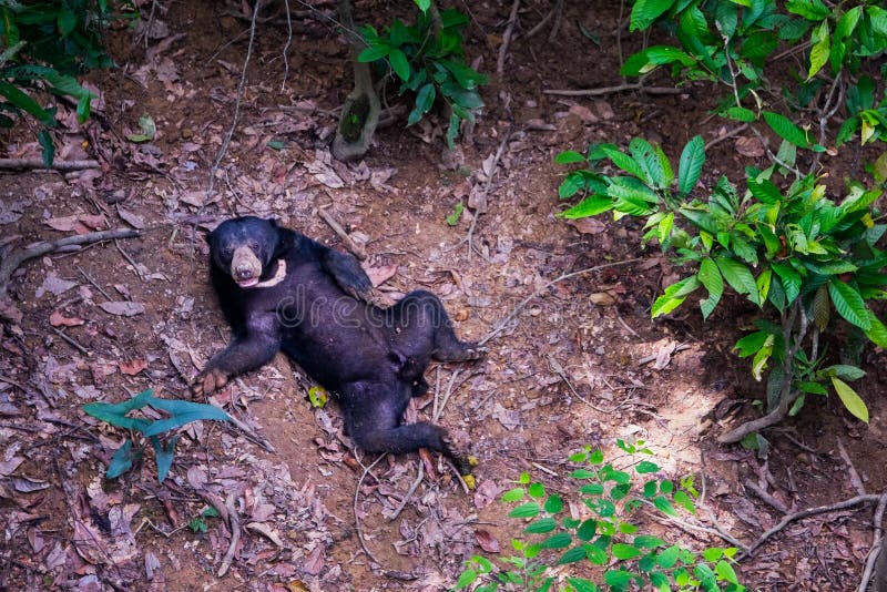 Sun Bear on Borneo Forest Floor Stock Photo - Image of forest ...