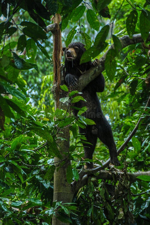 A Sun Bear in Rainforest of Malaysia Stock Photo - Image of nature ...