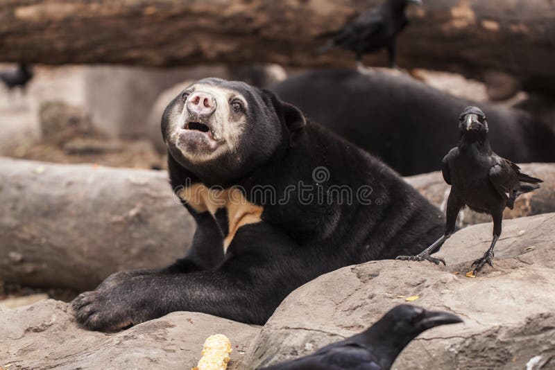 Sun bear with a crow stock image. Image of together, talking - 83252819