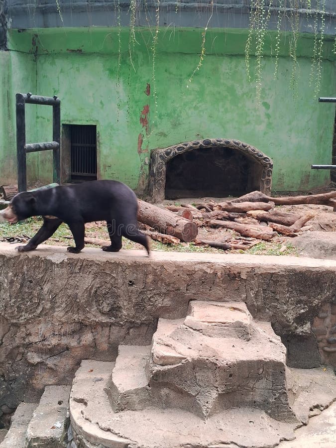 Sun Bear, & X28;Helarctos Malayanus& X29; Walking in an Enclosure at ...