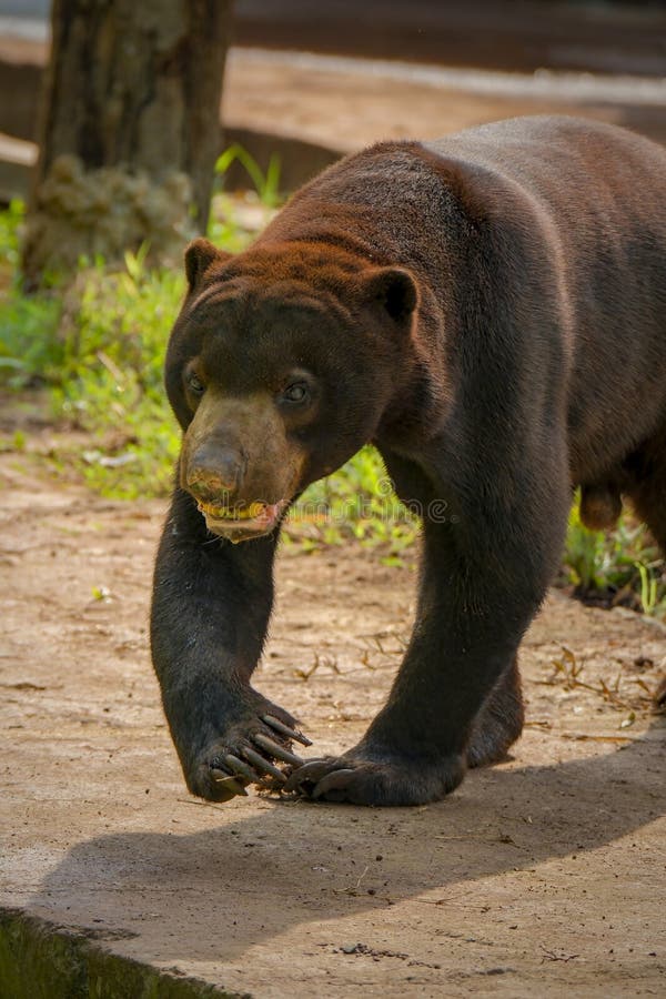 A Sun Bear (Helarctos Malayanus) Walking and Sitting Stock Photo ...