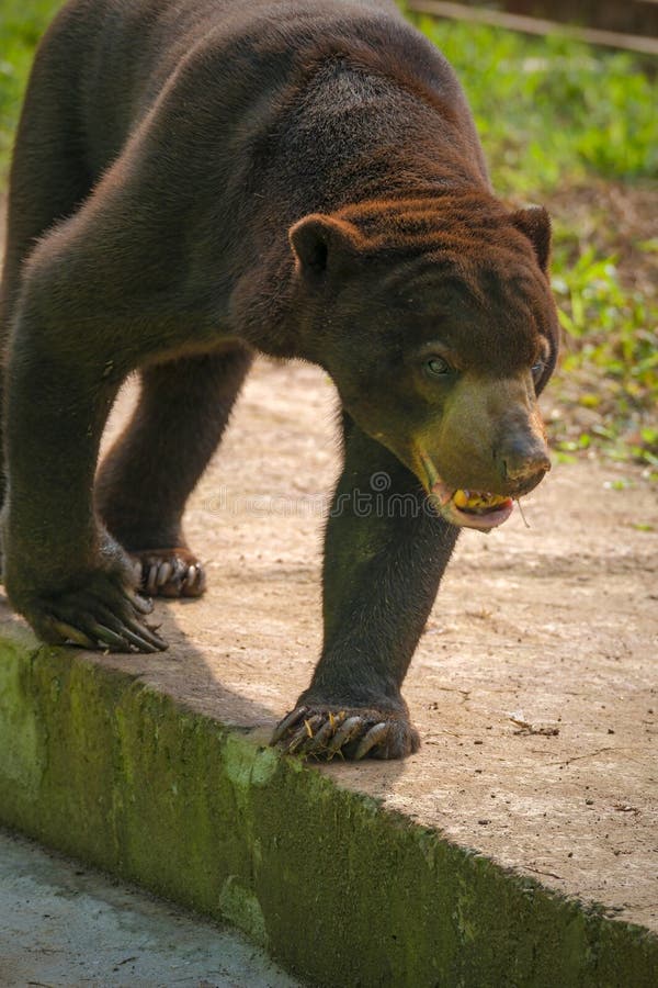 A Sun Bear (Helarctos Malayanus) Walking and Sitting Stock Image ...