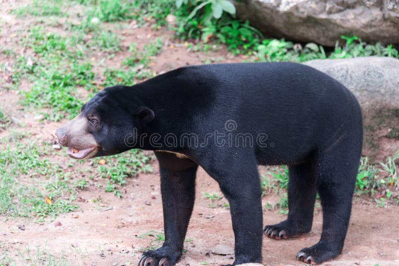 Sun bear. stock photo. Image of bear, predator, sunbear - 91551486