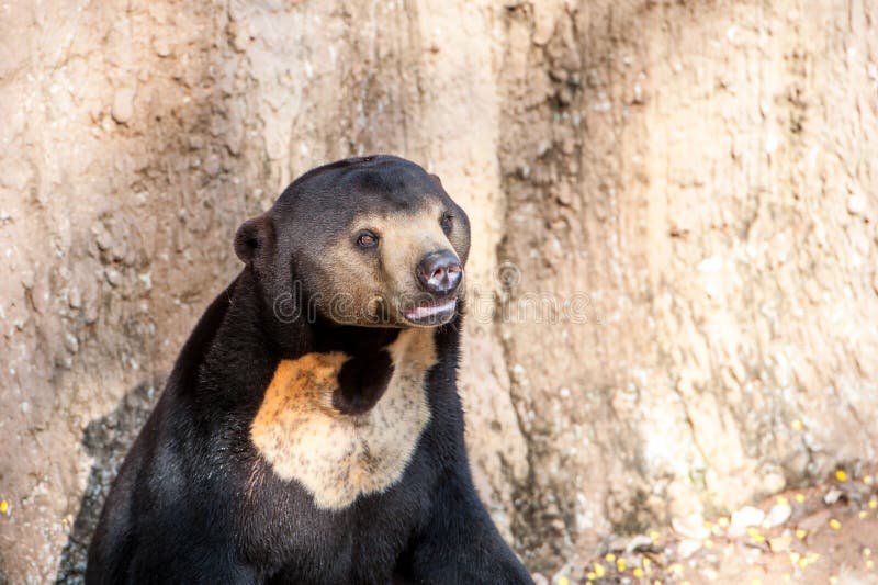 Sun Bear stock image. Image of malayan, southeast, beast - 61409733