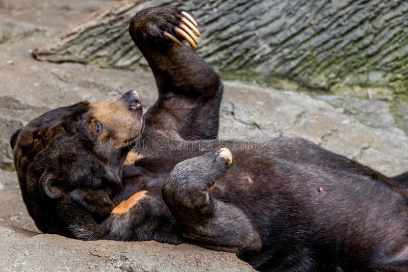 Sun Bear stock image. Image of predator, wildlife, animals - 44525663