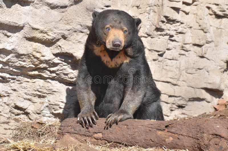 Bear on a Log stock photo. Image of animal, moan00016 - 5229518