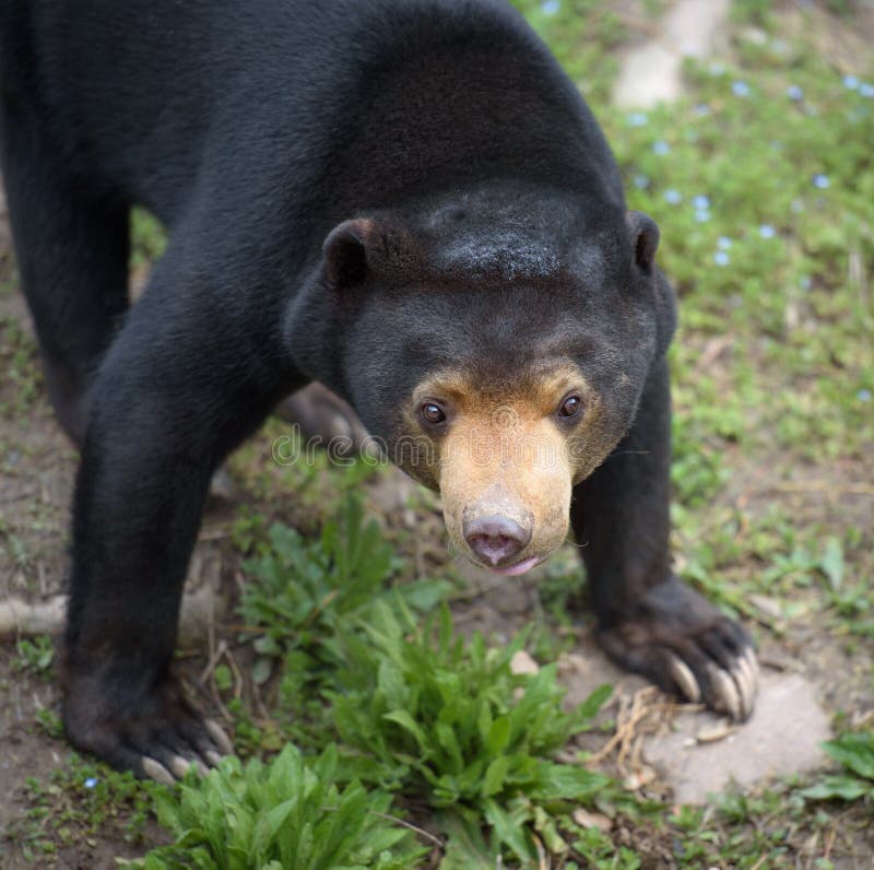 Standing sun bear stock photo. Image of gesture, malayan - 61270708