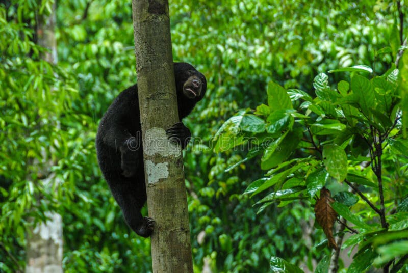 A Sun Bear in Rainforest of Malaysia Stock Image - Image of black ...