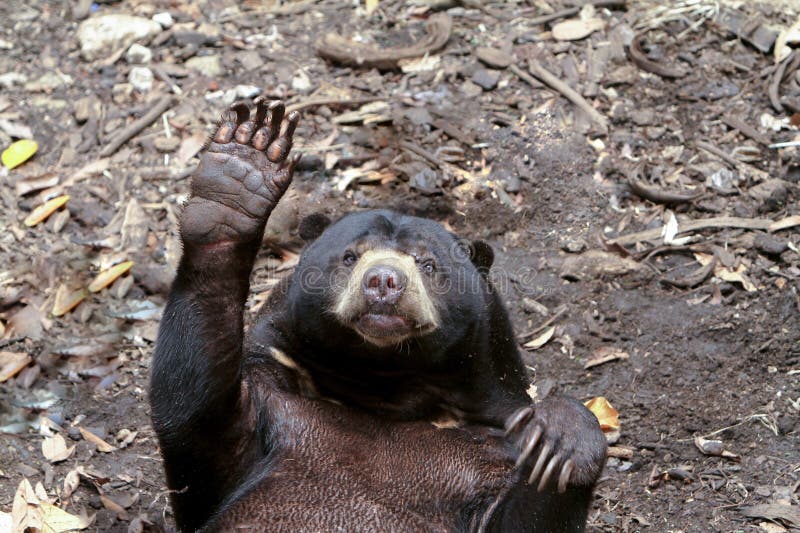 The Sun Bear is Raising Its Hand Stock Photo - Image of raising, turtle ...