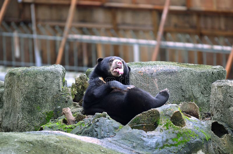 Sun bear relaxing stock image. Image of claws, exotic - 113964767