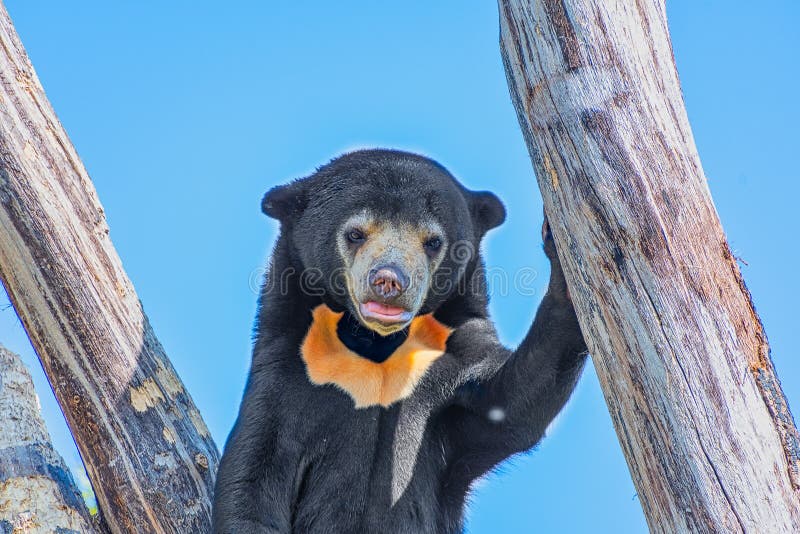 Sun Bear in a tree stock image. Image of carnivore, portrait - 157351787