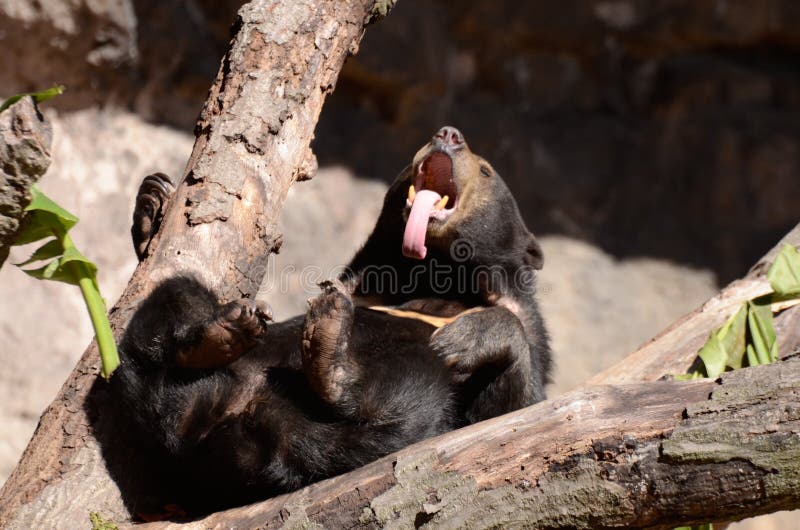 Sun bear on tree yawning stock photo. Image of mouth - 29368364