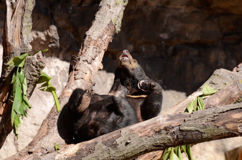 Sun bear on tree4 stock photo. Image of leaves, stump - 29368242