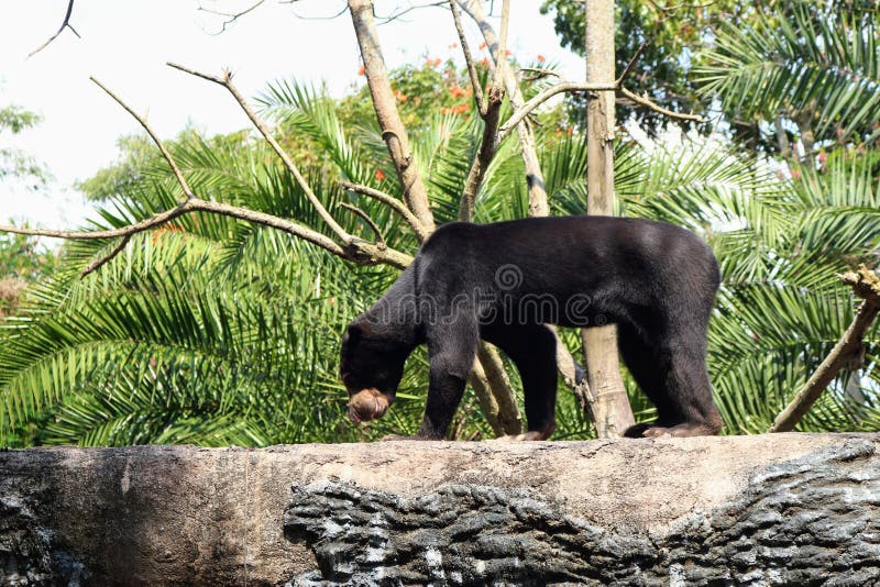A Sun Bear is Walking on a Cement Artificial Rock. Stock Image - Image ...