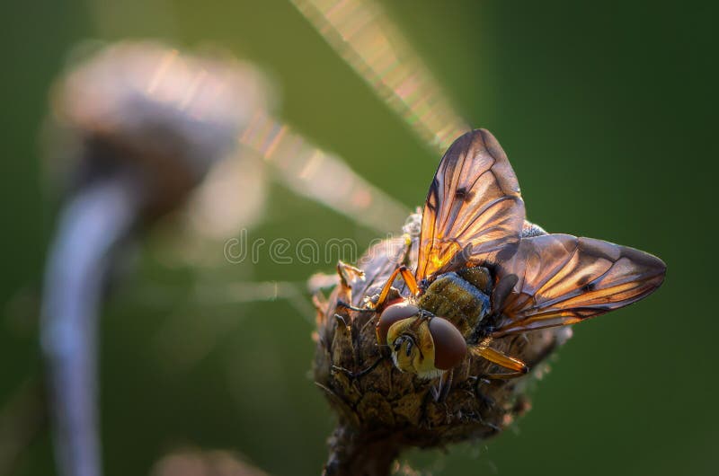 Sleeping fly in the sun stock photo. Image of ectophasia - 108903624