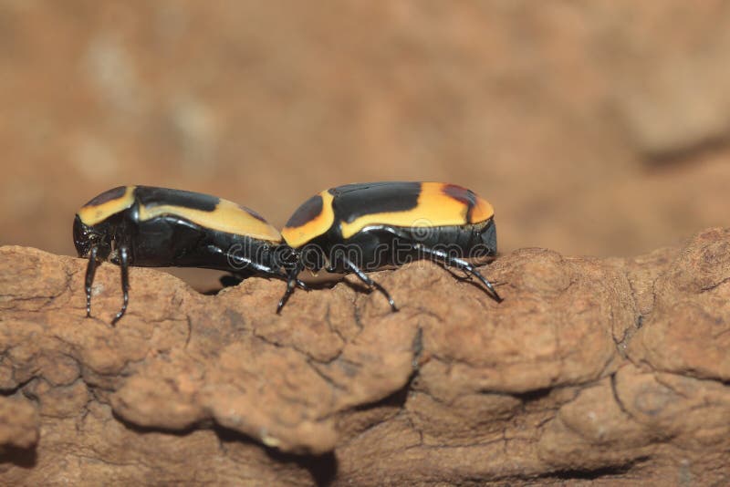 Sun beetle stock image. Image of couple, pachnoda, nature - 91040063
