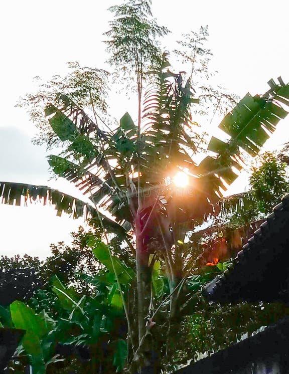 The Sun Behind the Banana Tree Midday Stock Image - Image of midday ...
