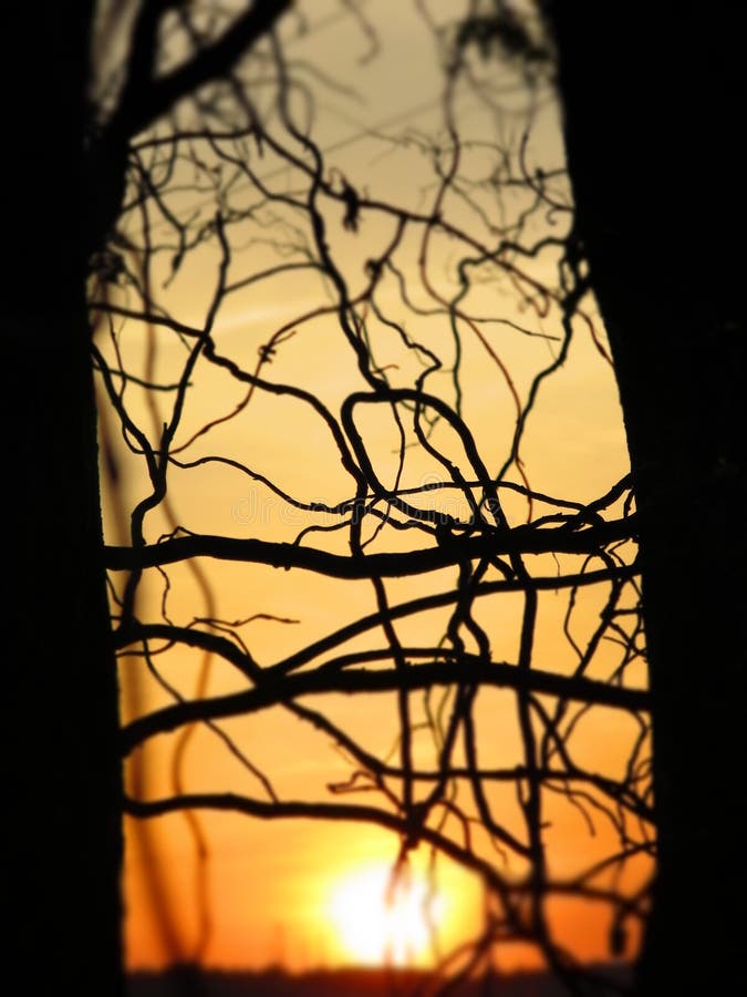 Sun behind the bars stock image. Image of tree, sunset - 119689805