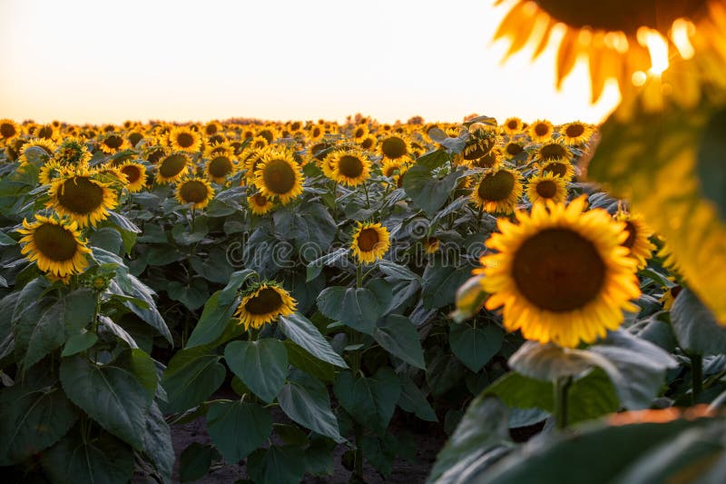The Sun Behind Blooming Sunflower Field Stock Photo - Image of yellow ...