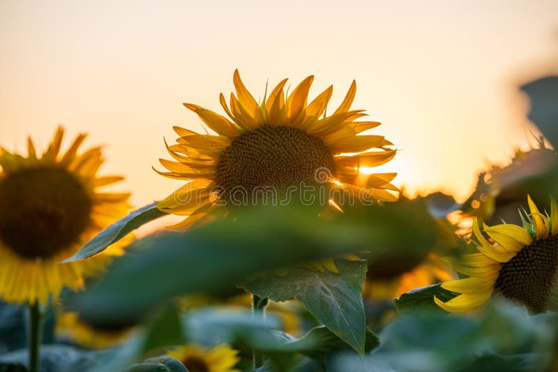 The Sun Behind Blooming Sunflower Field Stock Photo - Image of yellow ...