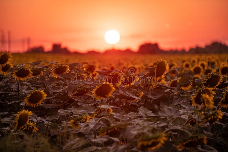 The Sun Behind Blooming Sunflower Field Stock Image - Image of yellow ...