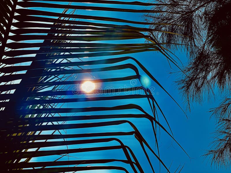 The Sun Behind the Coconut Tree Stock Image - Image of beautiful, tree ...