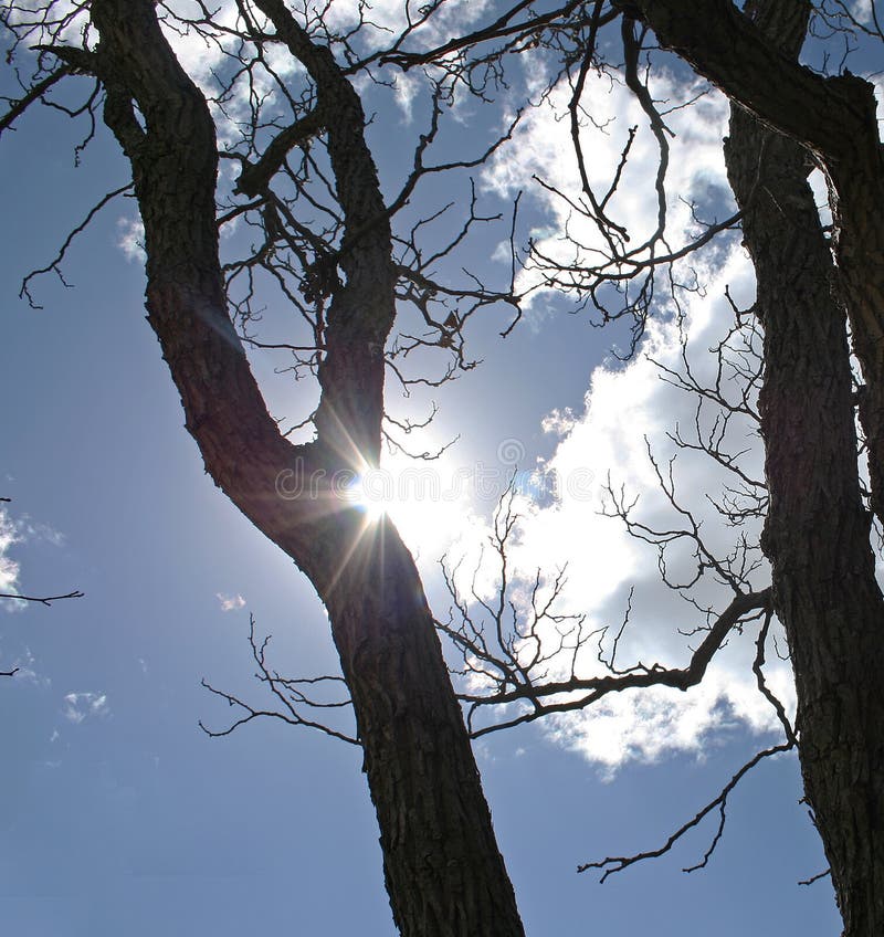 SUN BEHIND EDGE of TREE TRUNK Stock Image - Image of blue, edged: 98646275