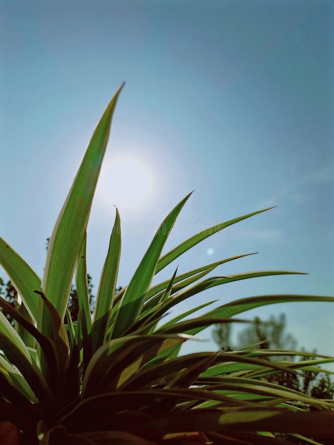 Sun stock image. Image of greenery, green - 132724233