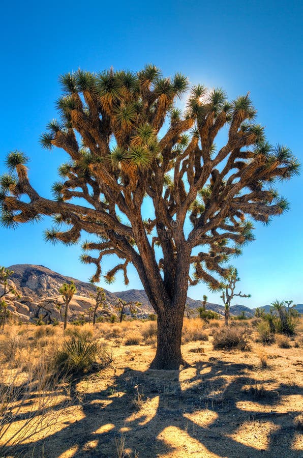 Sun Behind Joshua Tree (Yucca Brevifolia) Stock Photo - Image of joshua ...