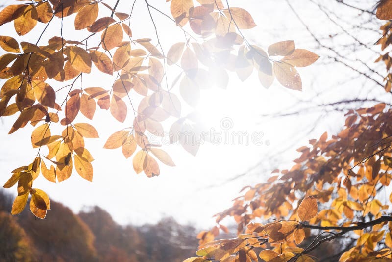 Sun Behind the Leaves of Trees in the Fall Stock Image - Image of ...