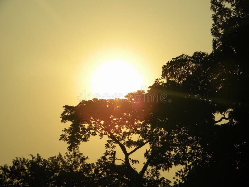 Sun behind the tree stock image. Image of branch, tree - 217616151