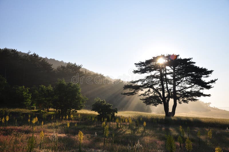 Sun behind tree stock photo. Image of plants, landscape - 24232410